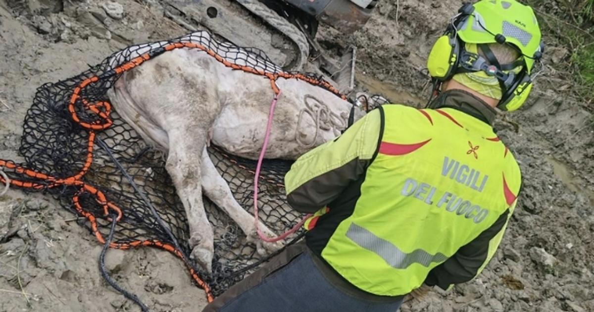 Mucca gravida cade in un calanco sull'Amiata: salvata dai vigili del ...