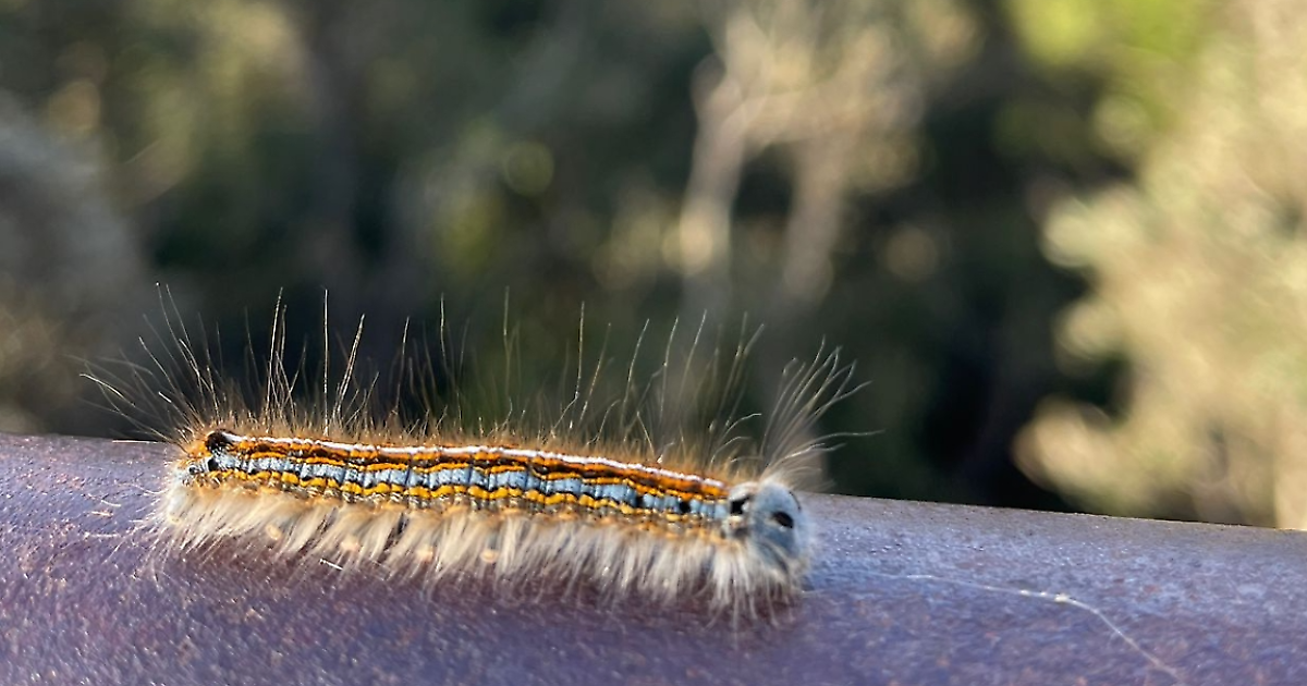 Allarme processionarie nel Parco della Maremma: "Non sono insetti ...